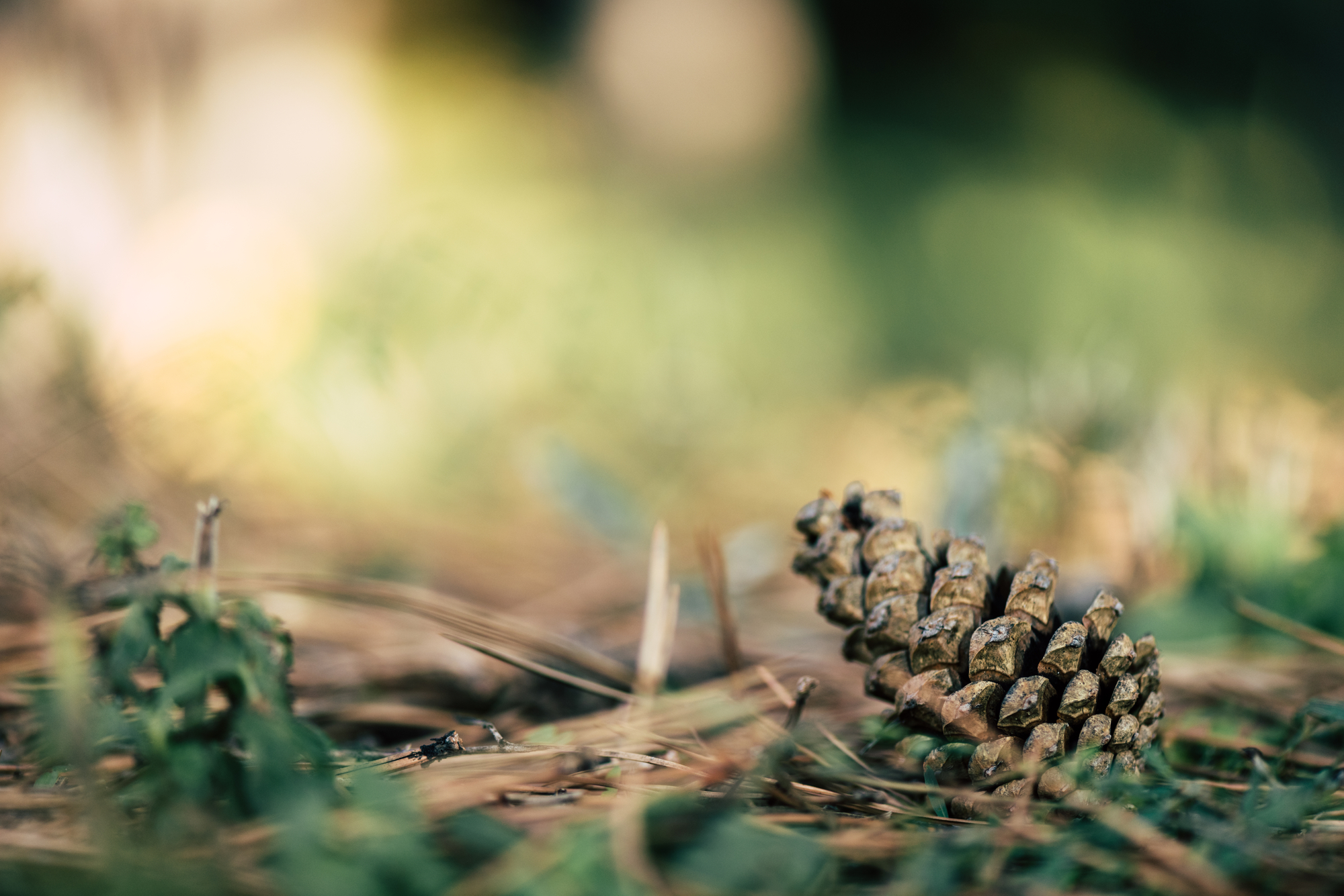 How To Make Pine Cone Fire Starters