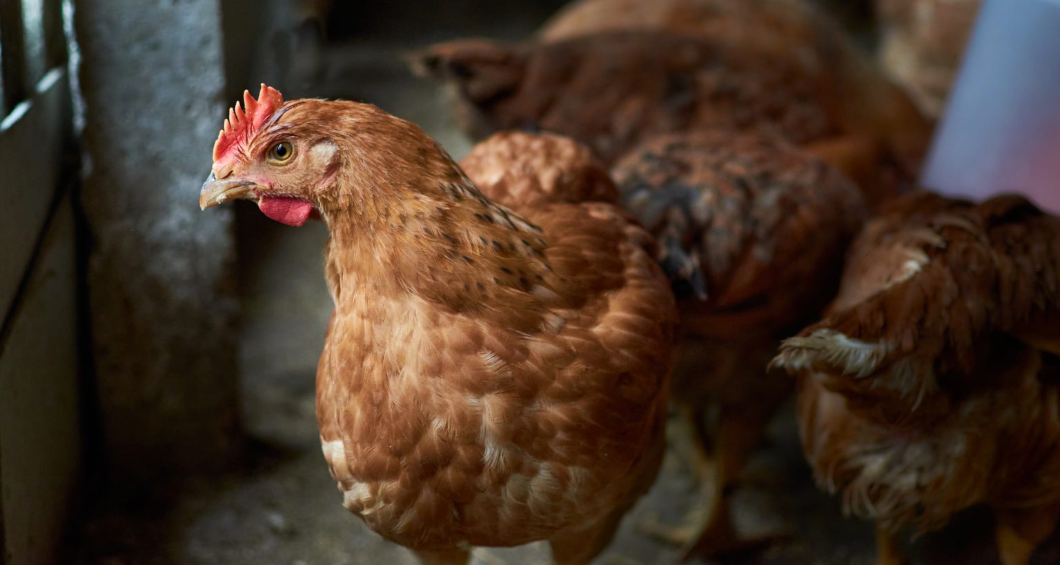 Guide To Raising Meat Chickens For Home Butchery And Self-Sufficiency