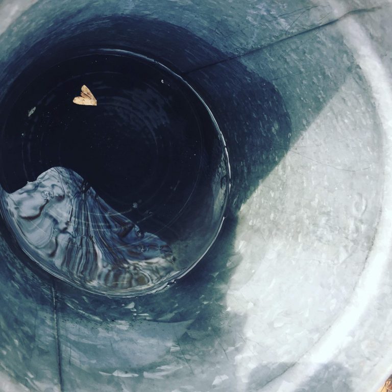 How To Collect And Store Sap For Maple Syrup