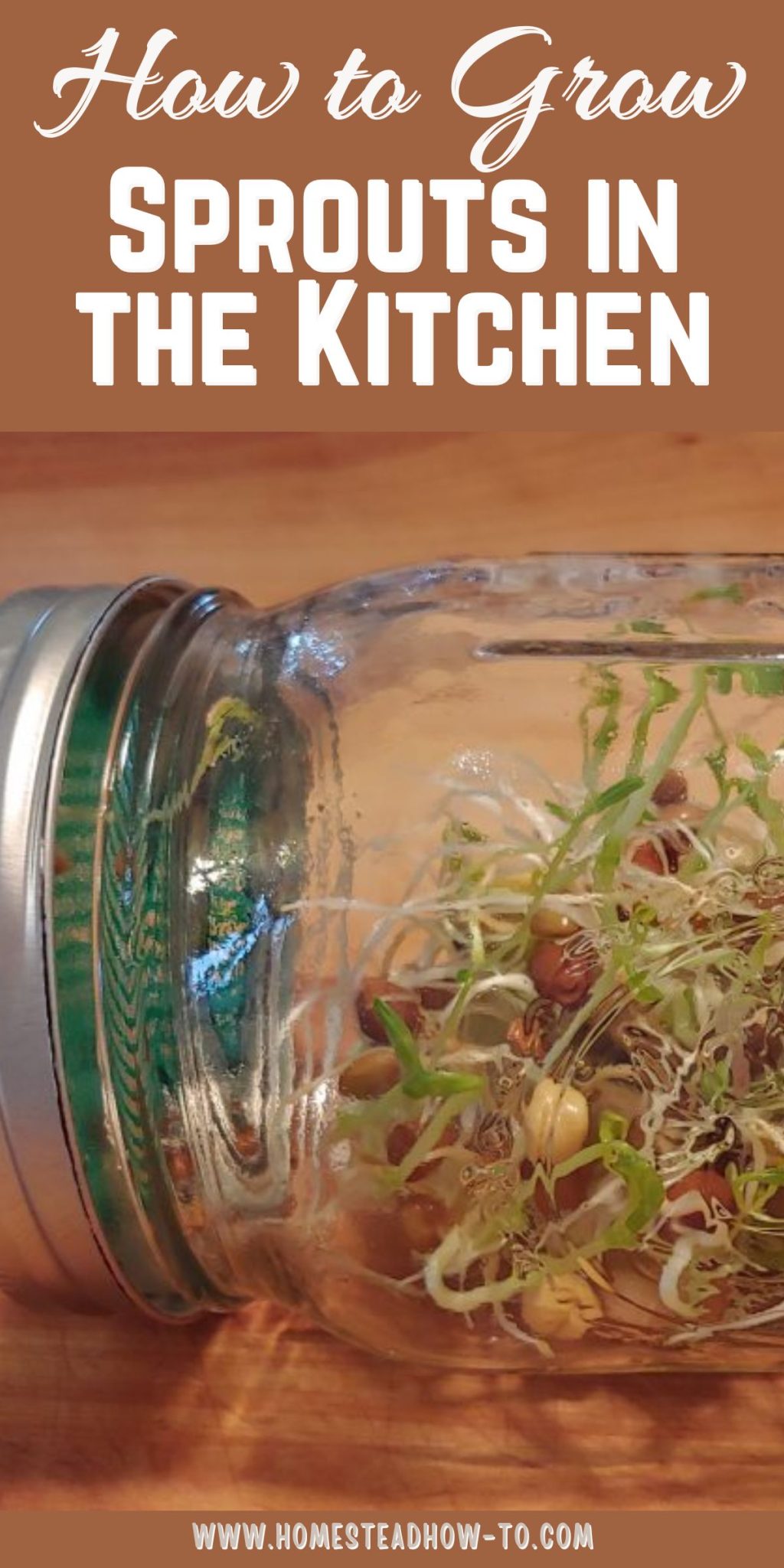 How To Grow Sprouts In A Mason Jar