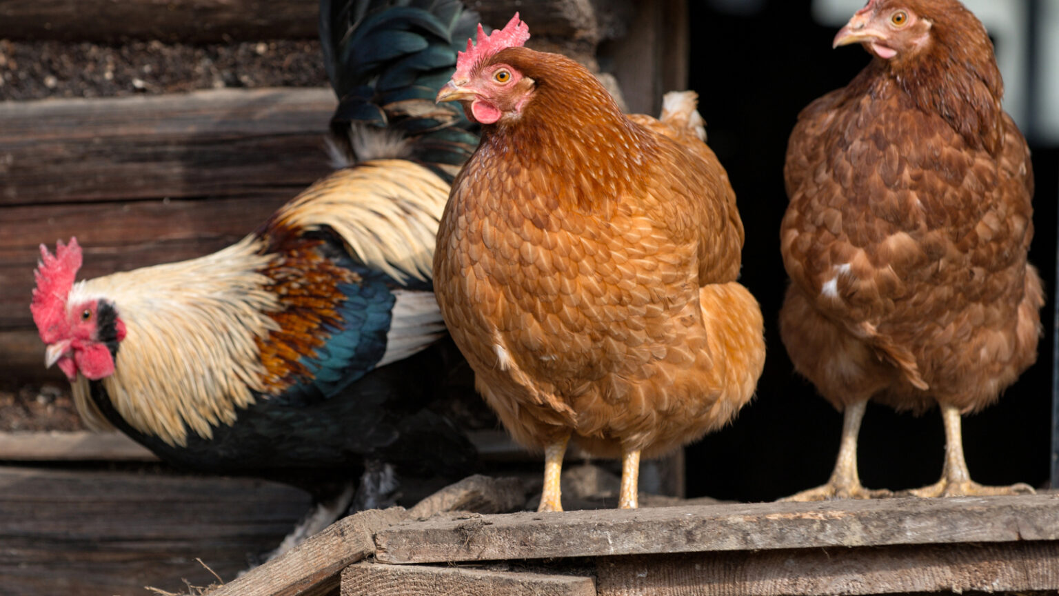What’s That Cluck? 15 Chicken Sounds Every Keeper Should Recognize