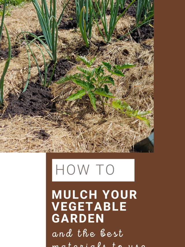 How To Mulch A Vegetable Garden - Homestead How-To