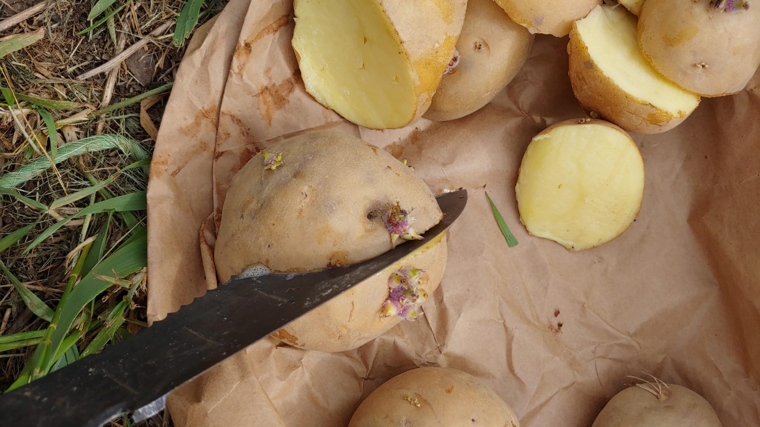 How To Grow Potatoes: Trench Or Hill Method
