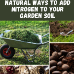 10 Natural Ways To Add Nitrogen To Your Garden Soil
