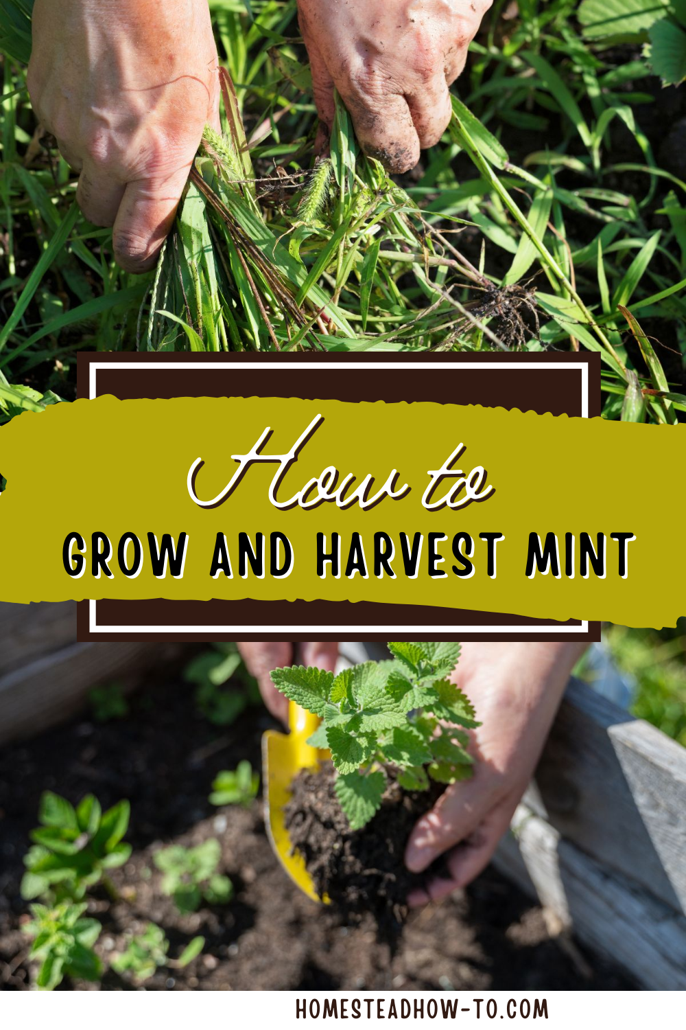 Growing And Harvesting Mint: A Complete Guide For 2025