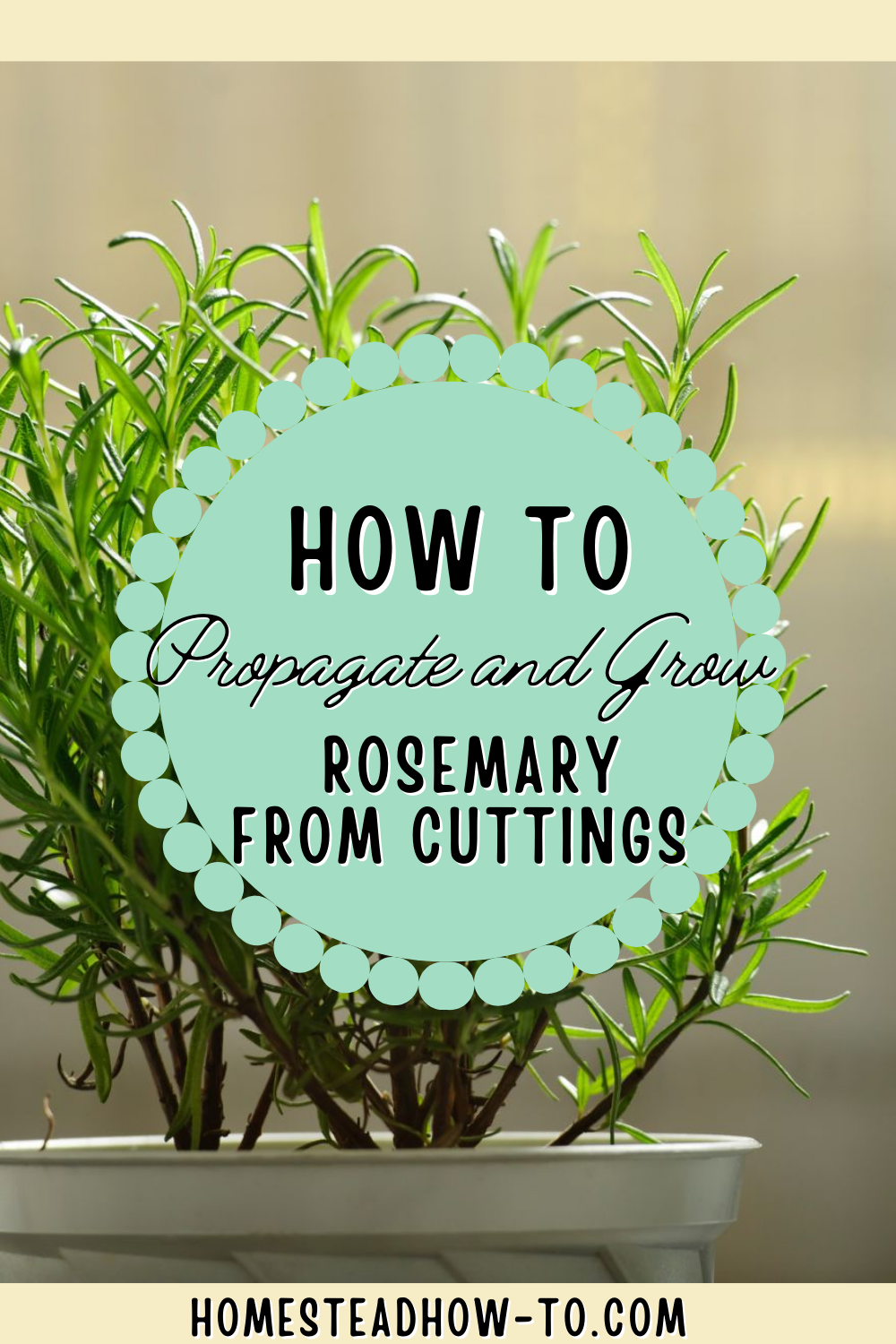 How To Propagate And Grow Rosemary From Cuttings