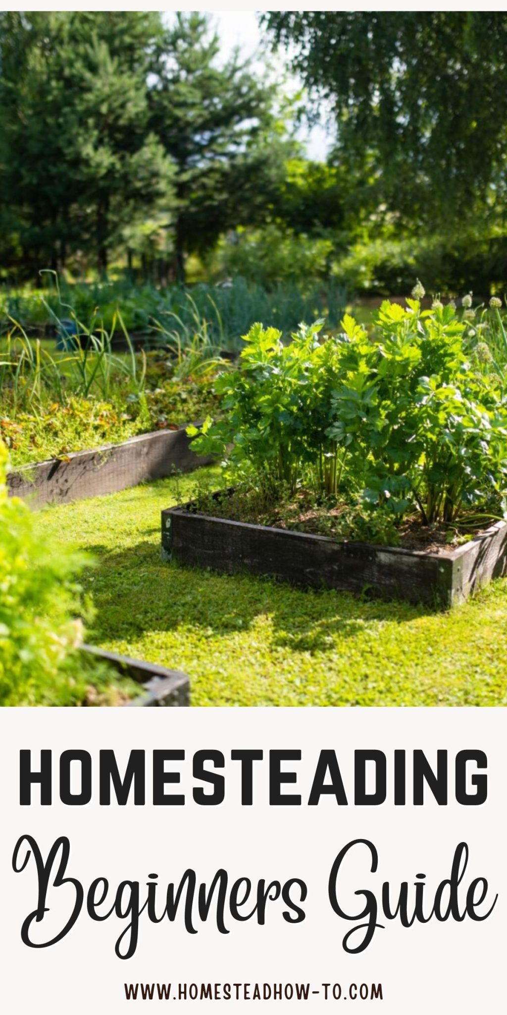 A Beginner's Guide To Homesteading