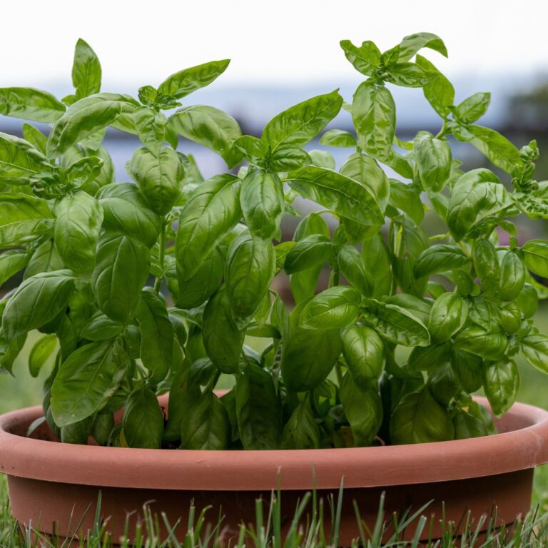 Beginner’s Guide To Growing Basil In Your Garden