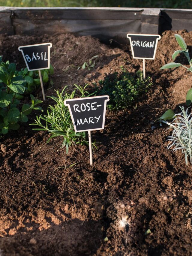 How To Start A Herb Garden - Homestead How-To
