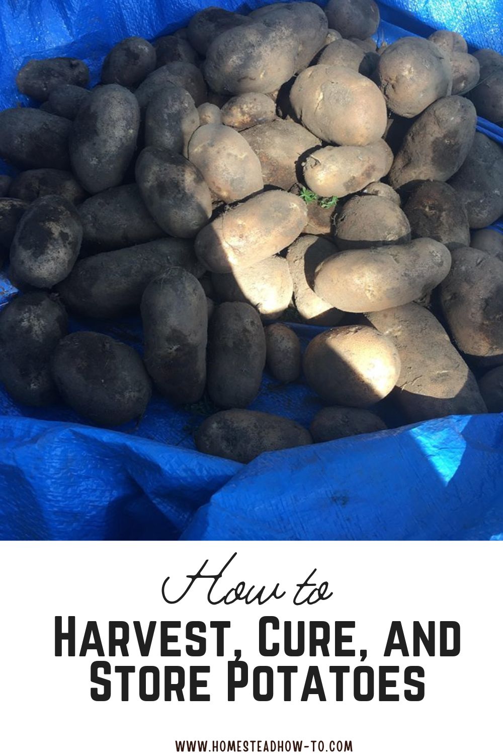 How To Harvest, Cure, And Store Potatoes