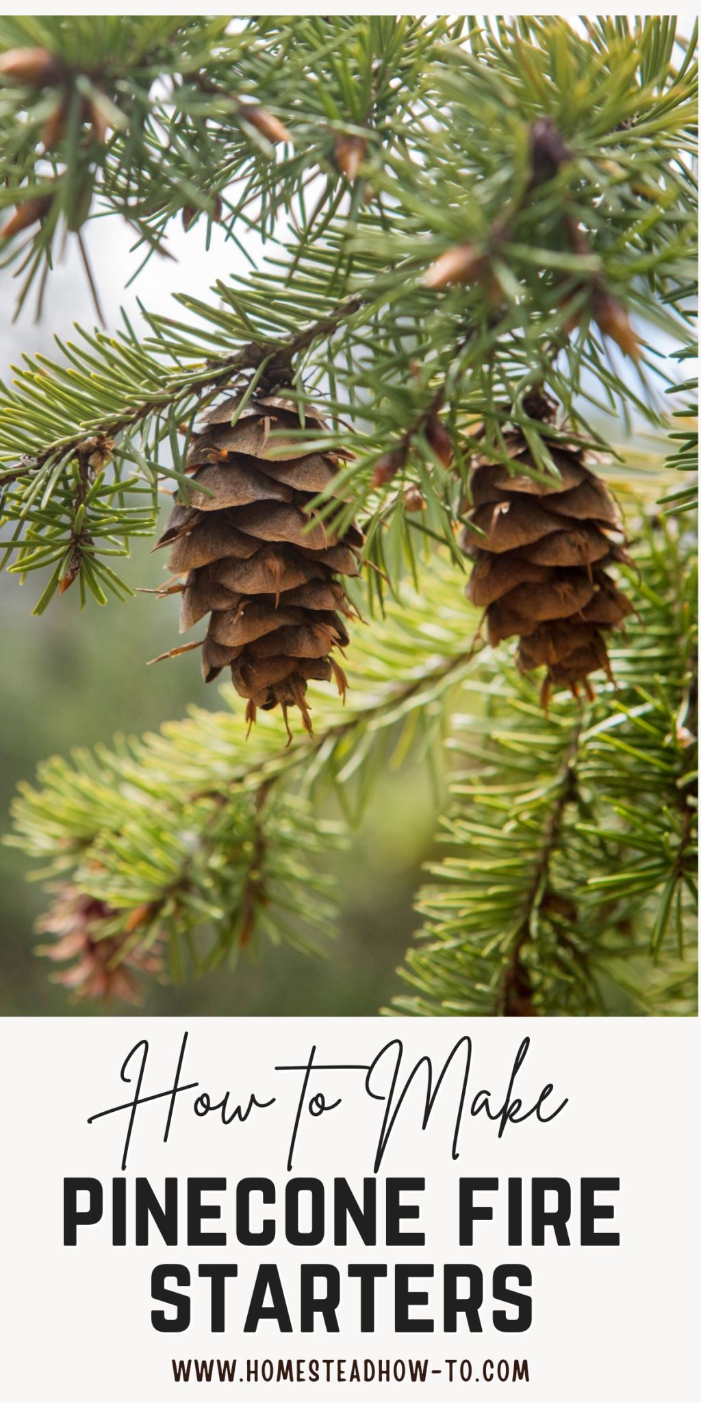 How To Make Pine Cone Fire Starters