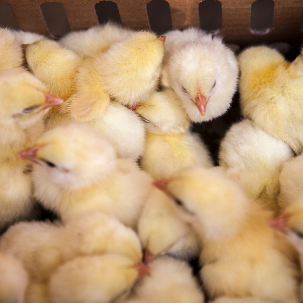 A Beginner's Guide To Homesteading