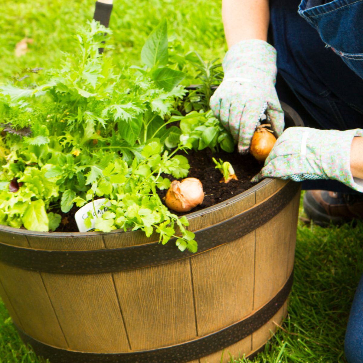 Container Vegetable Garden Plant