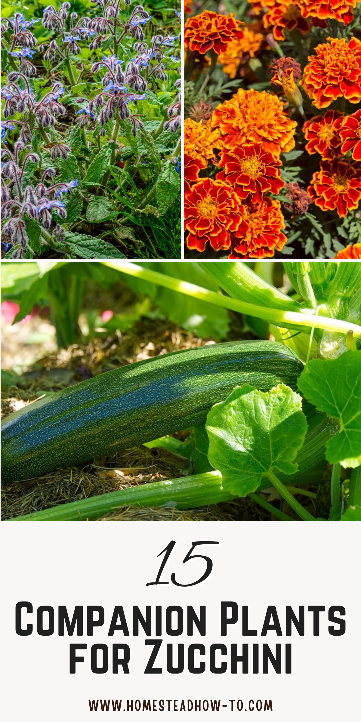 15 Plants To Grow Alongside Your Zucchini To Keep Them Happy