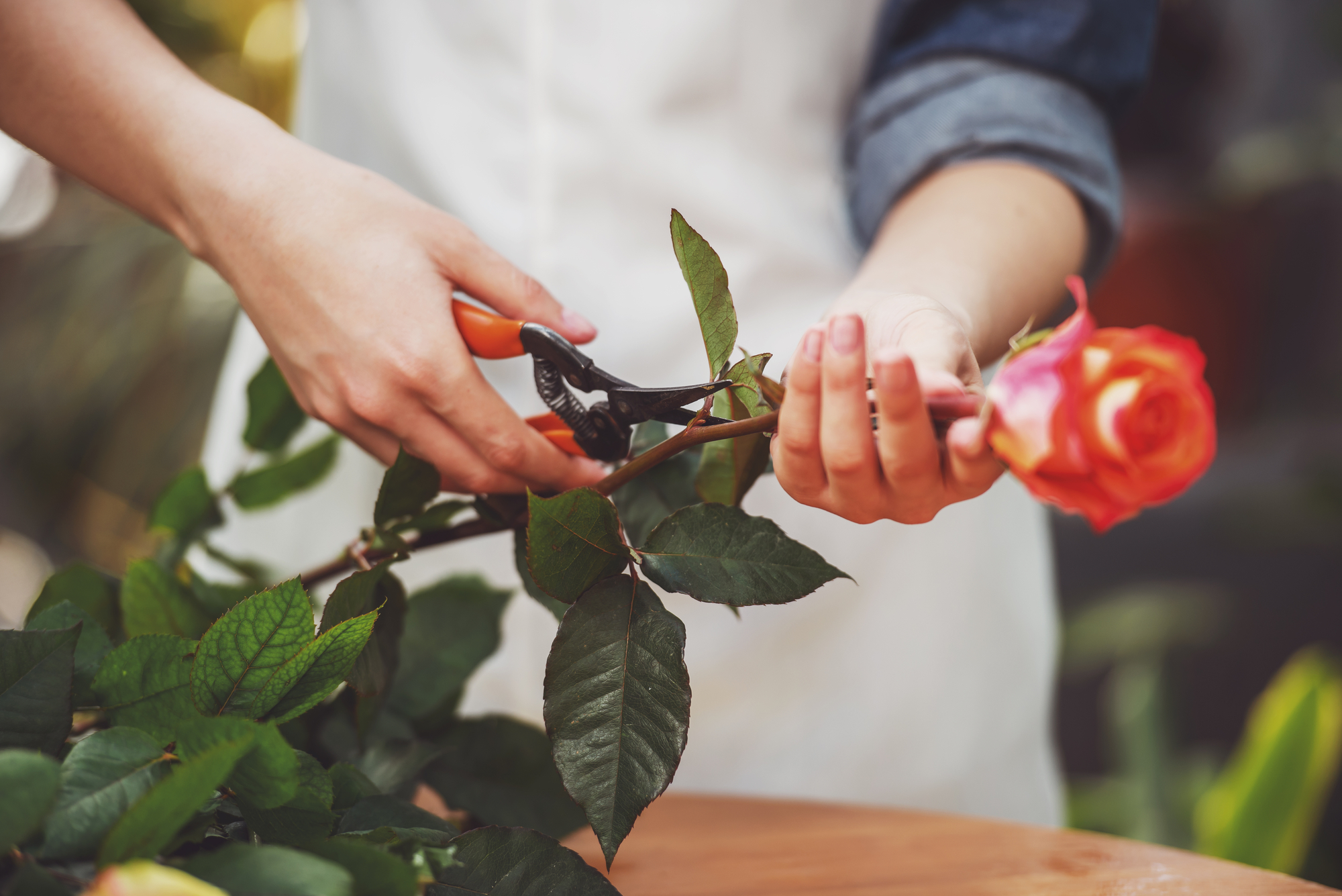11 Simple Ways To Make Your Cut Roses Live Twice As Long