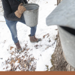 How To Collect And Store Sap For Maple Syrup