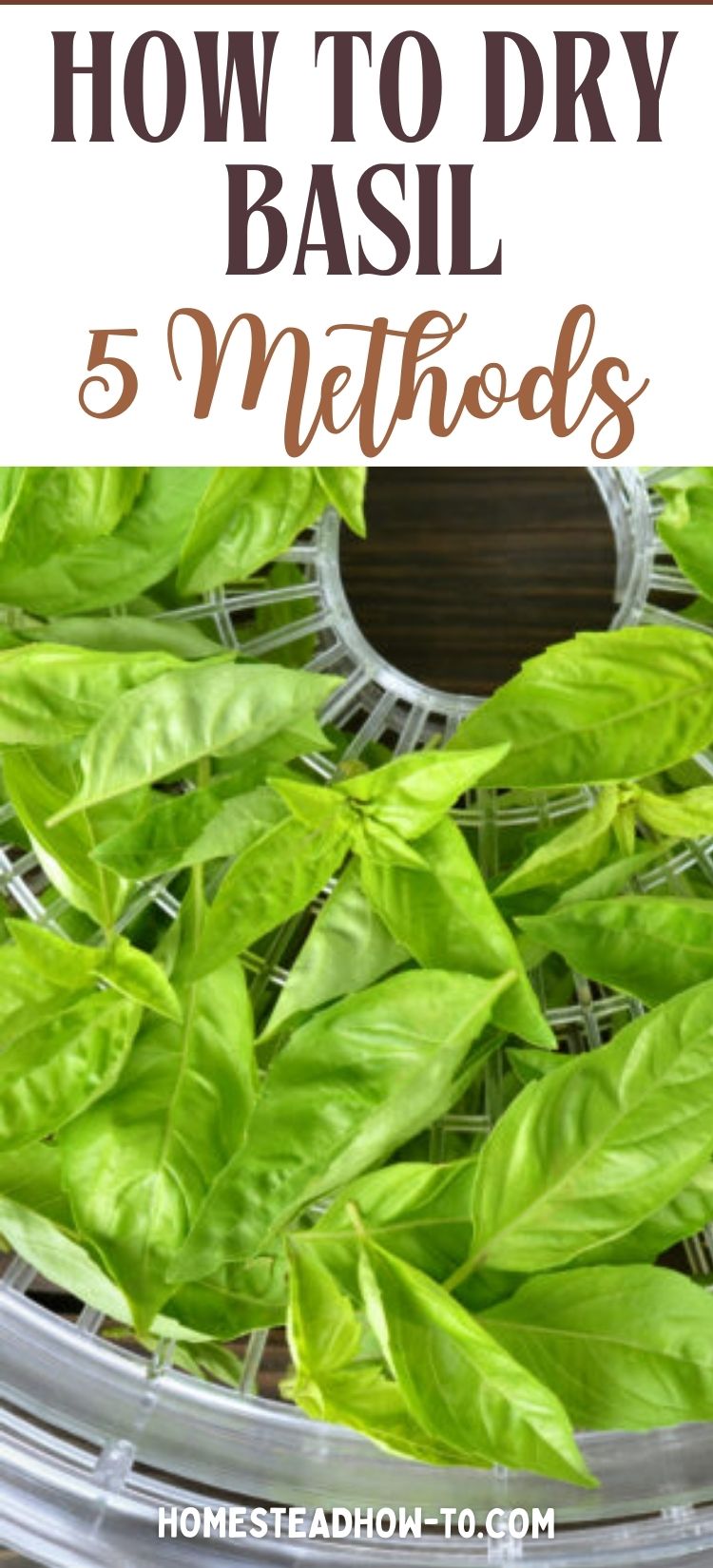 Best Techniques For Drying Basil Using Dehydrator, Microwave & More