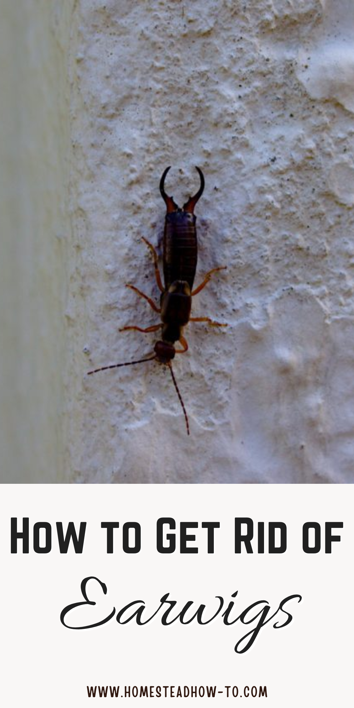 How To Get Rid Of Earwigs In Your Home And Garden