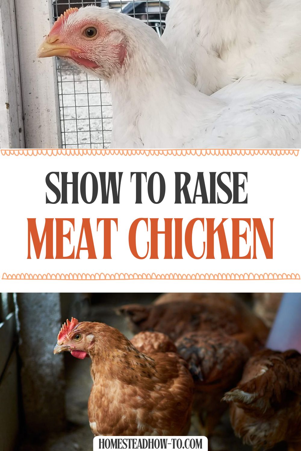 Guide To Raising Meat Chickens For Home Butchery And Self-Sufficiency