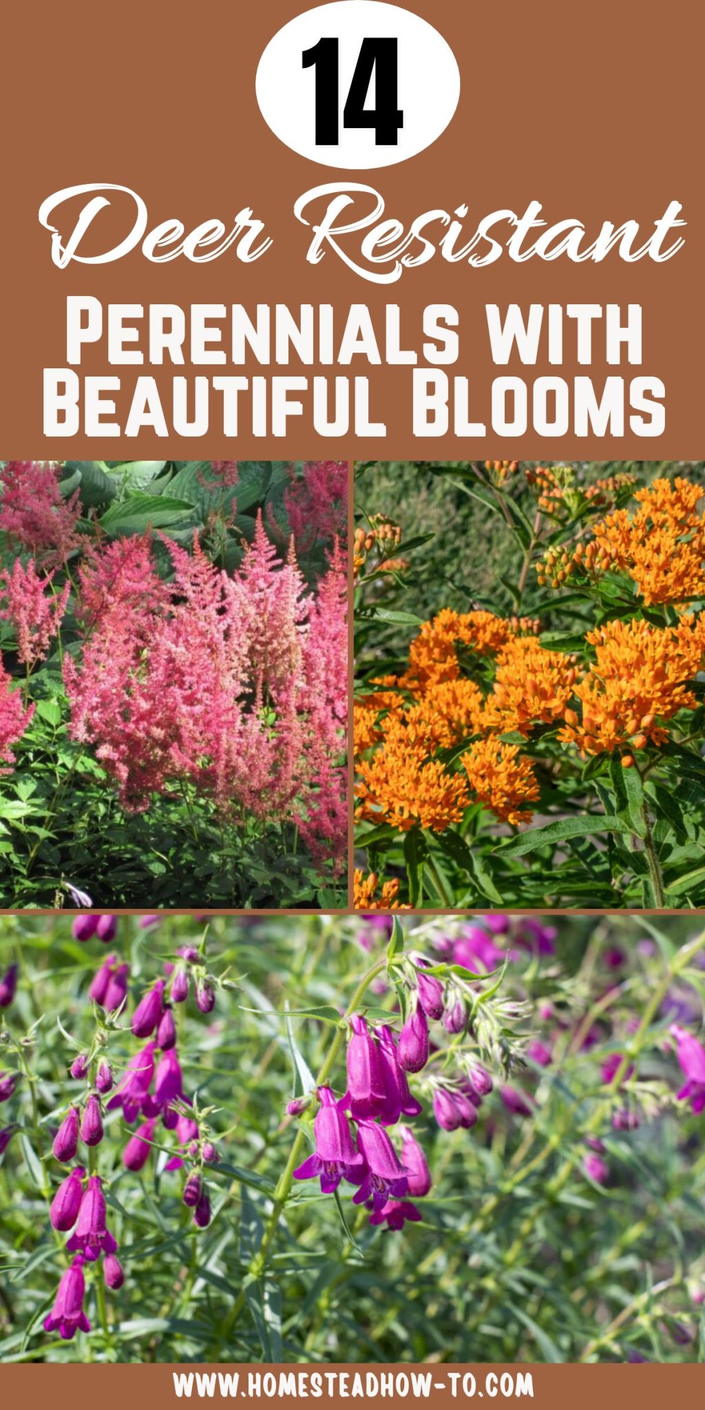 14 Deer Resistant Perennials With Beautiful Blooms