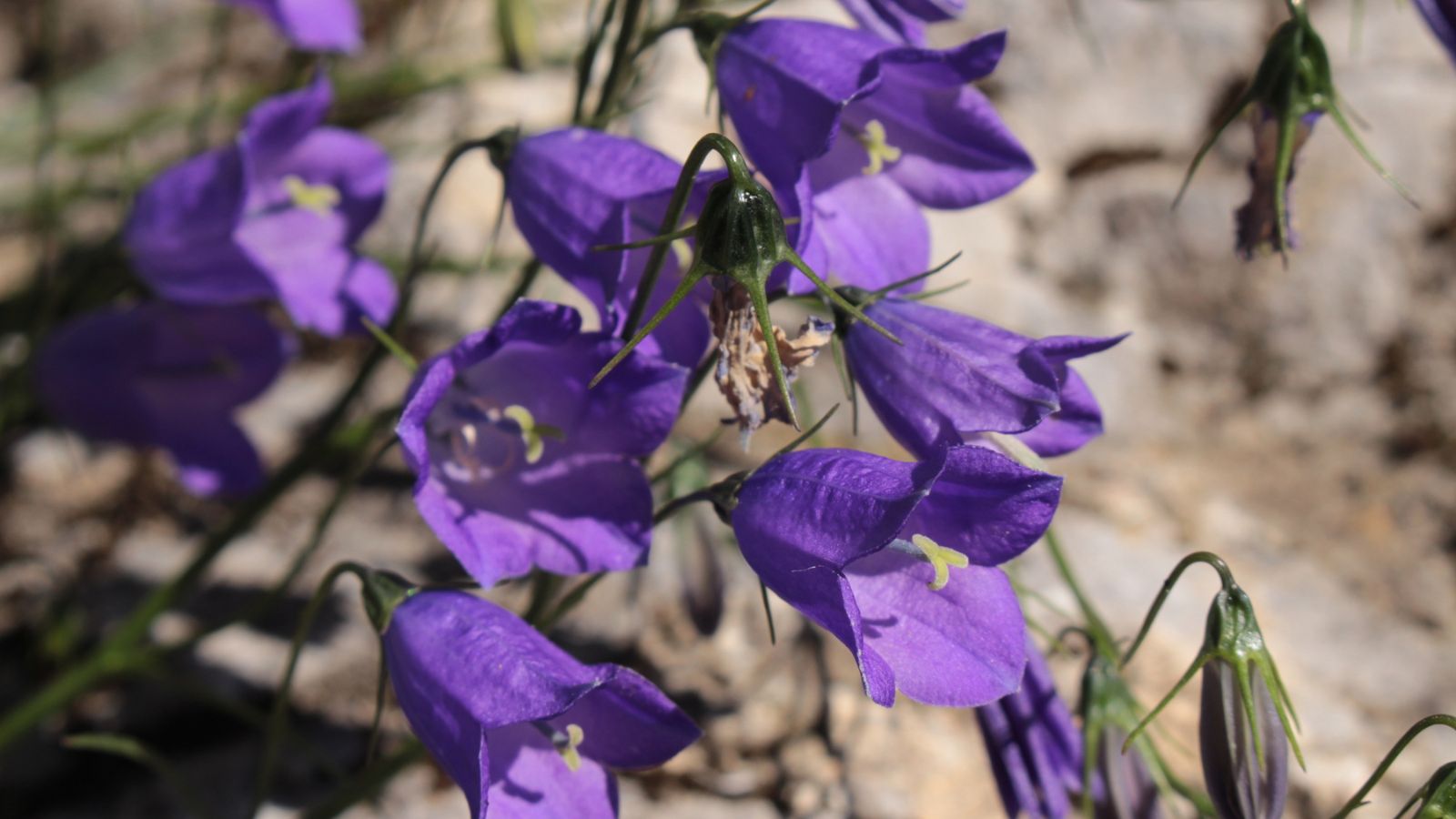 28 Sun Loving Perennials That Can Handle The Heat