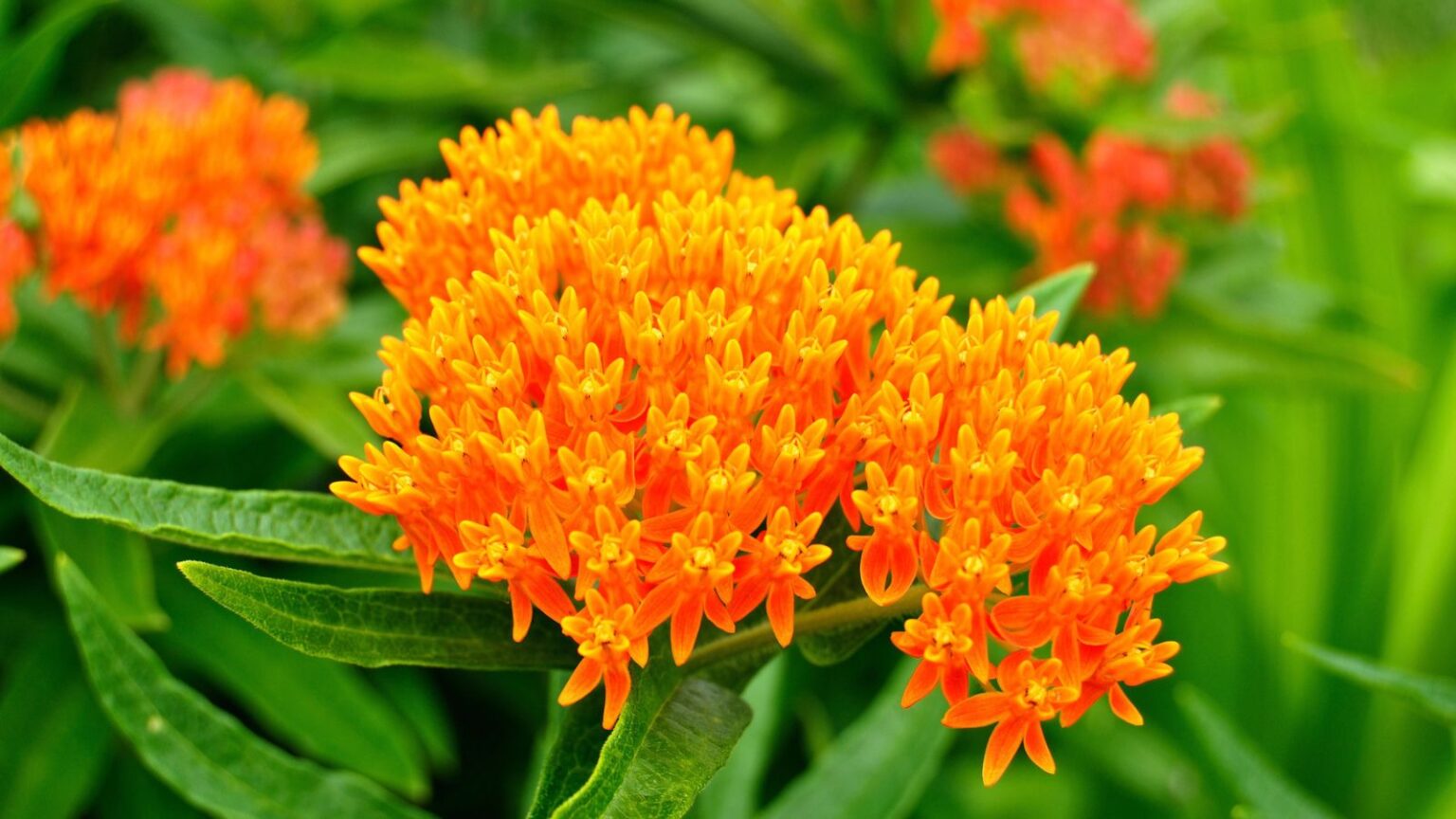 17 Fiery Orange Perennials That Will Make A Statement In Any Garden