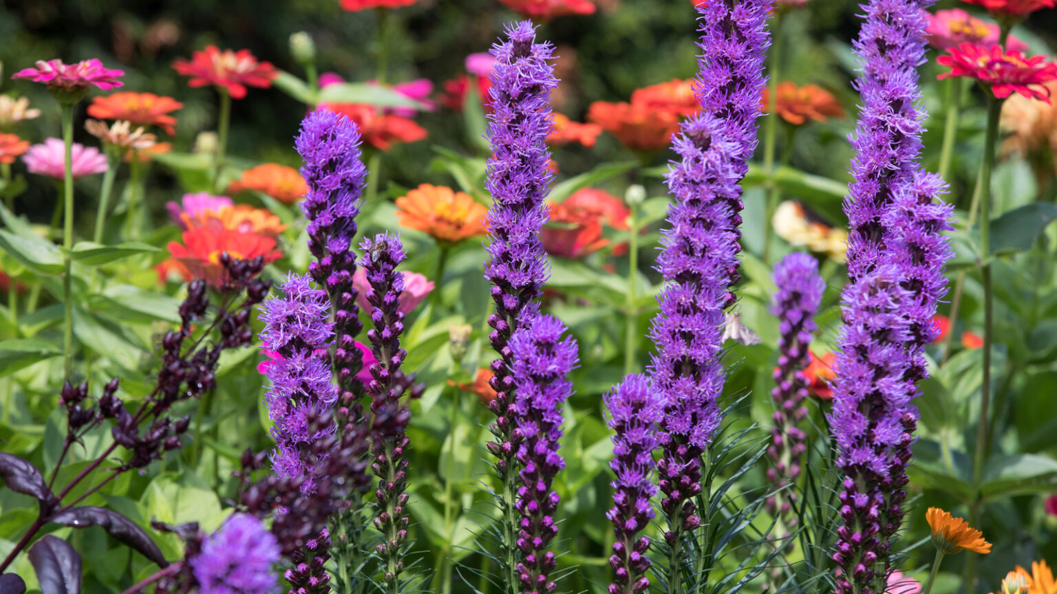 9 Summer Blooming Bulbs That Bring Vivacious Color To Your Garden