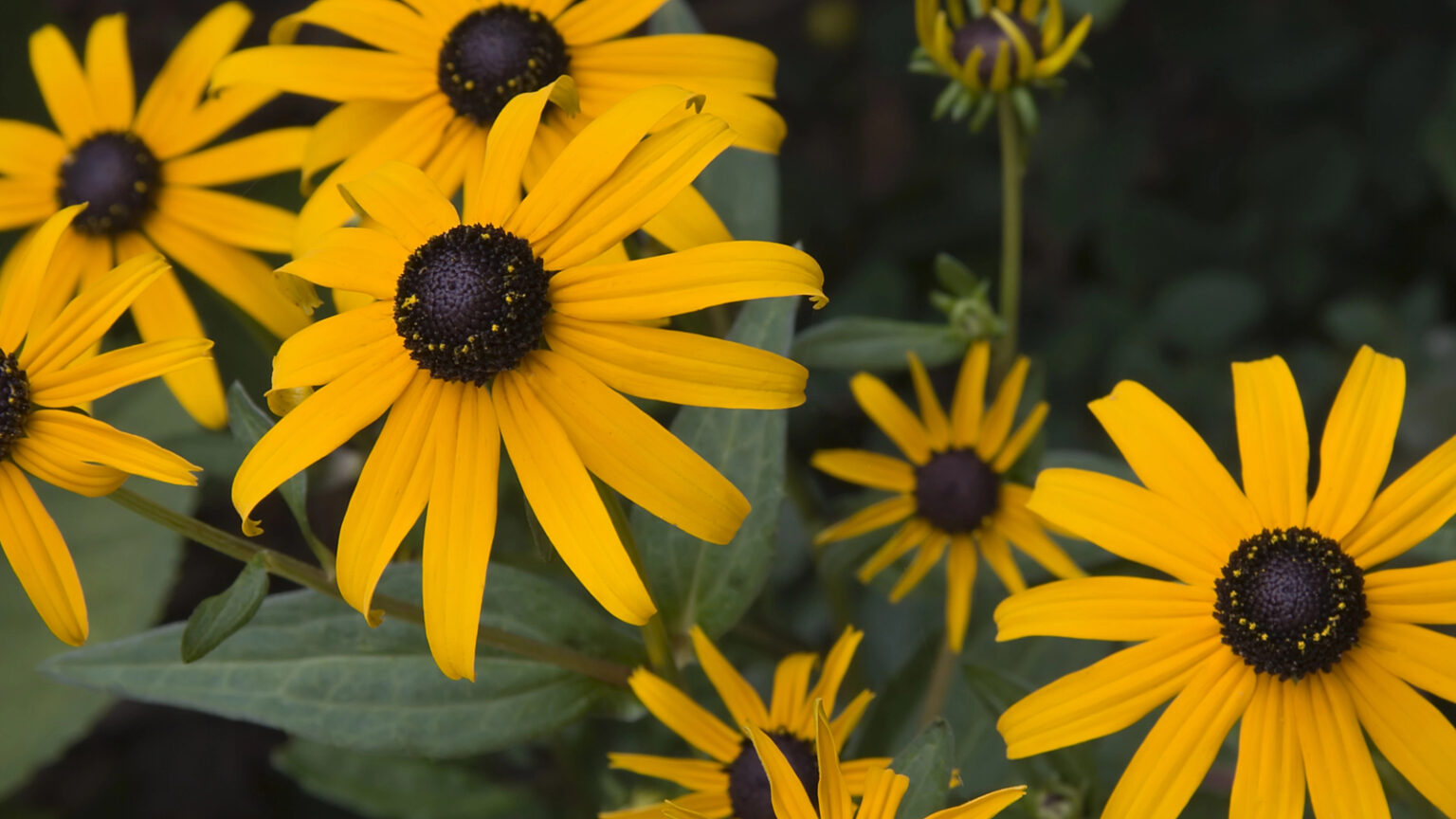 22 Tough Plants For A Disease-Free, Low-Maintenance Garden