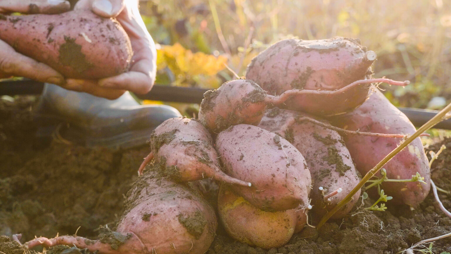 14 Best Root Vegetables That Grow Quickly And Easily In Your Garden