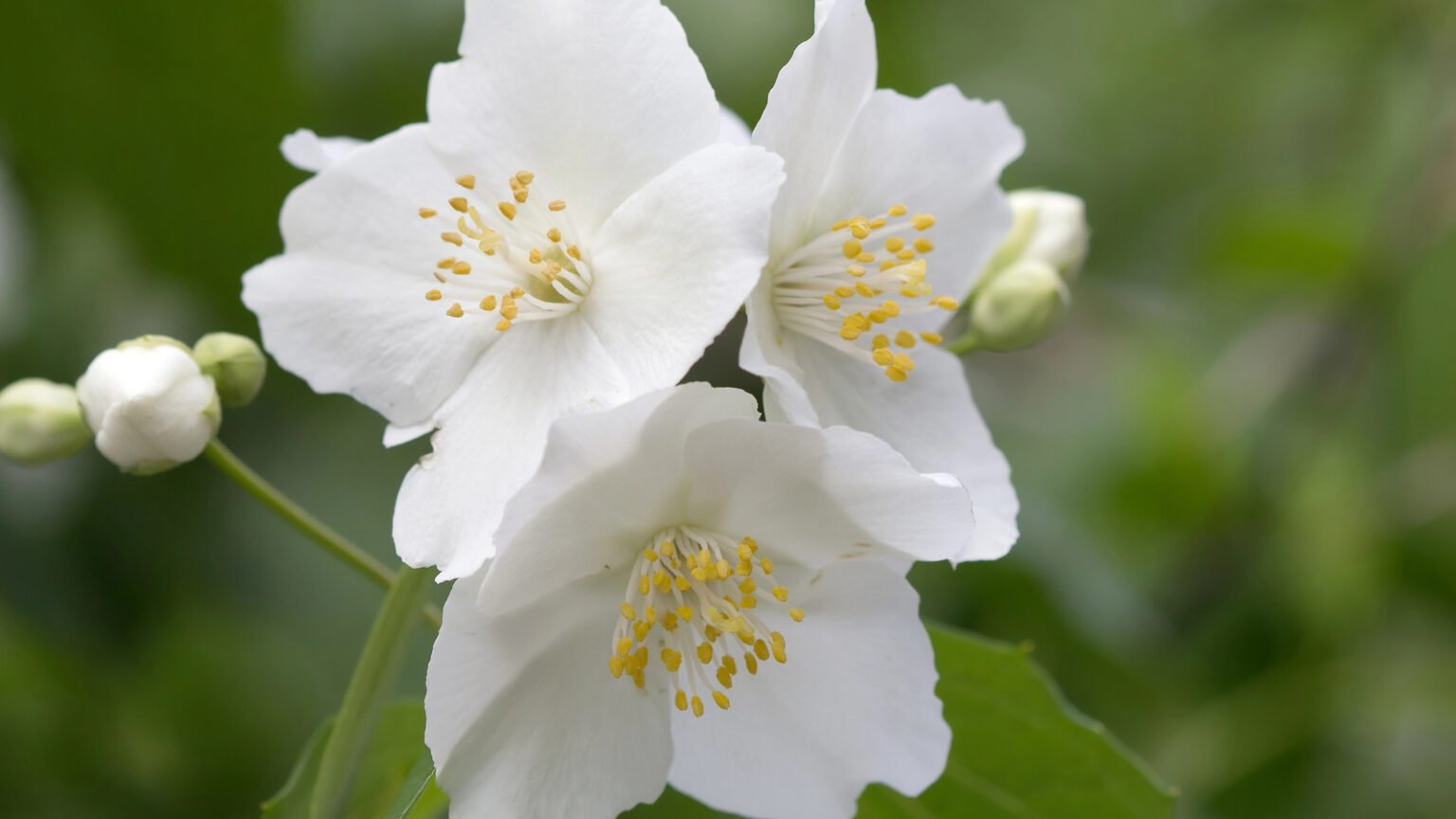 18 Most Fragrant Flowers That Add Sweet Scents To Your Garden