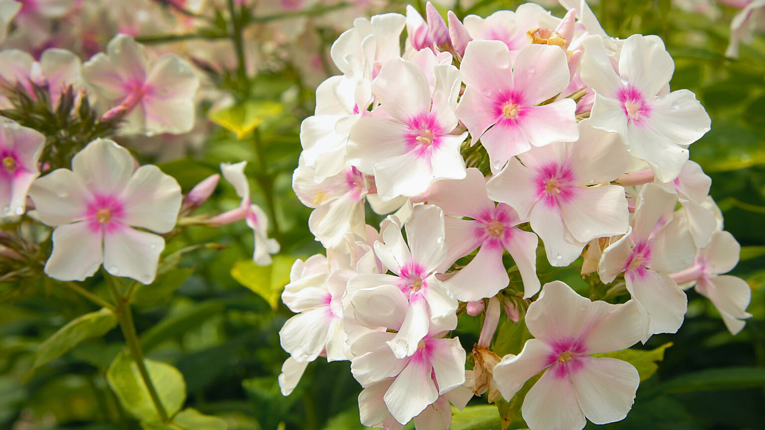 18 Fragrant Flowers That Make Your Garden Smell Incredible