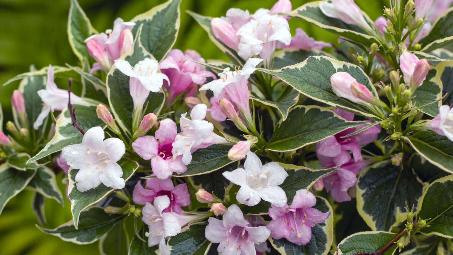 Pretty Pink Shrubs That’ll Make Your Garden Blush In The Best Way