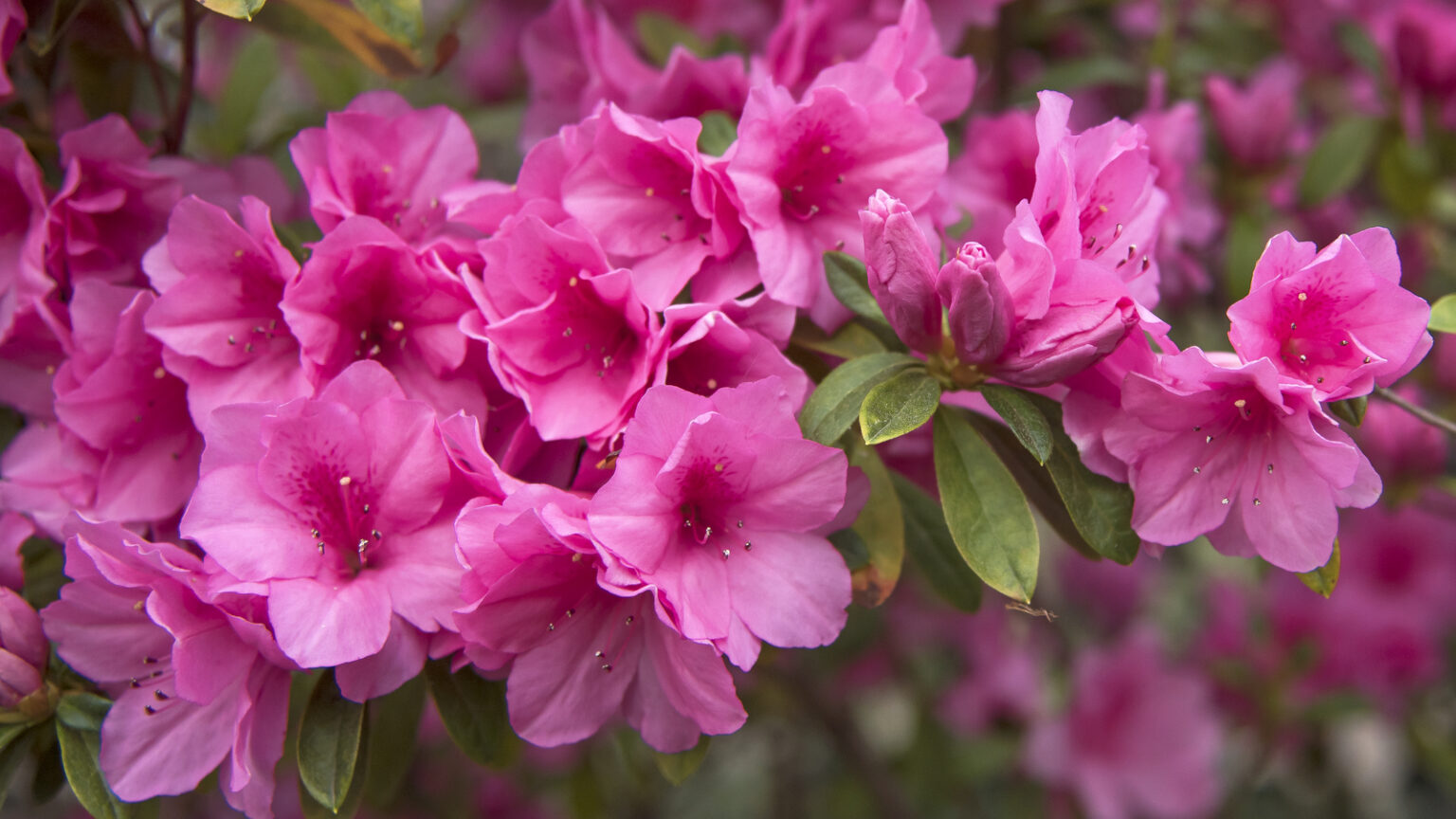 21 Plants That Crowd Out Weeds And Support Bees