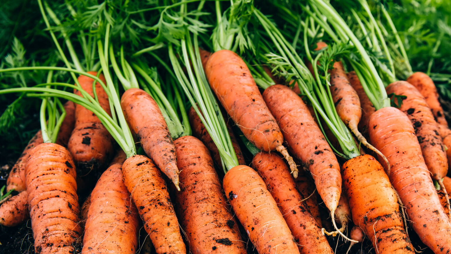 20 Easiest Vegetables To Grow For Beginners