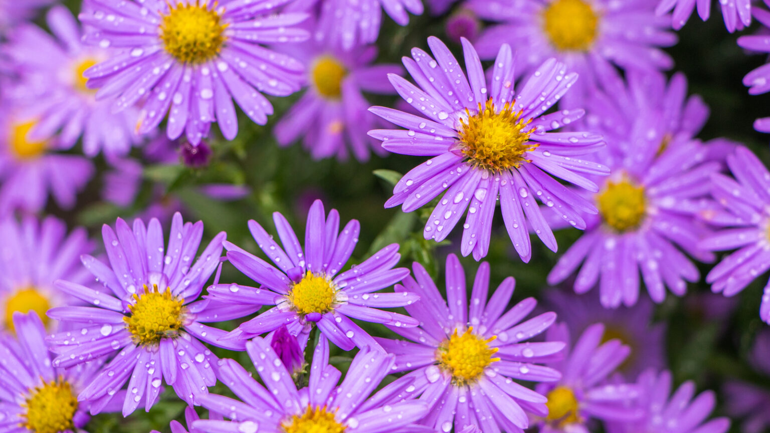 22 Flowers To Plant In September