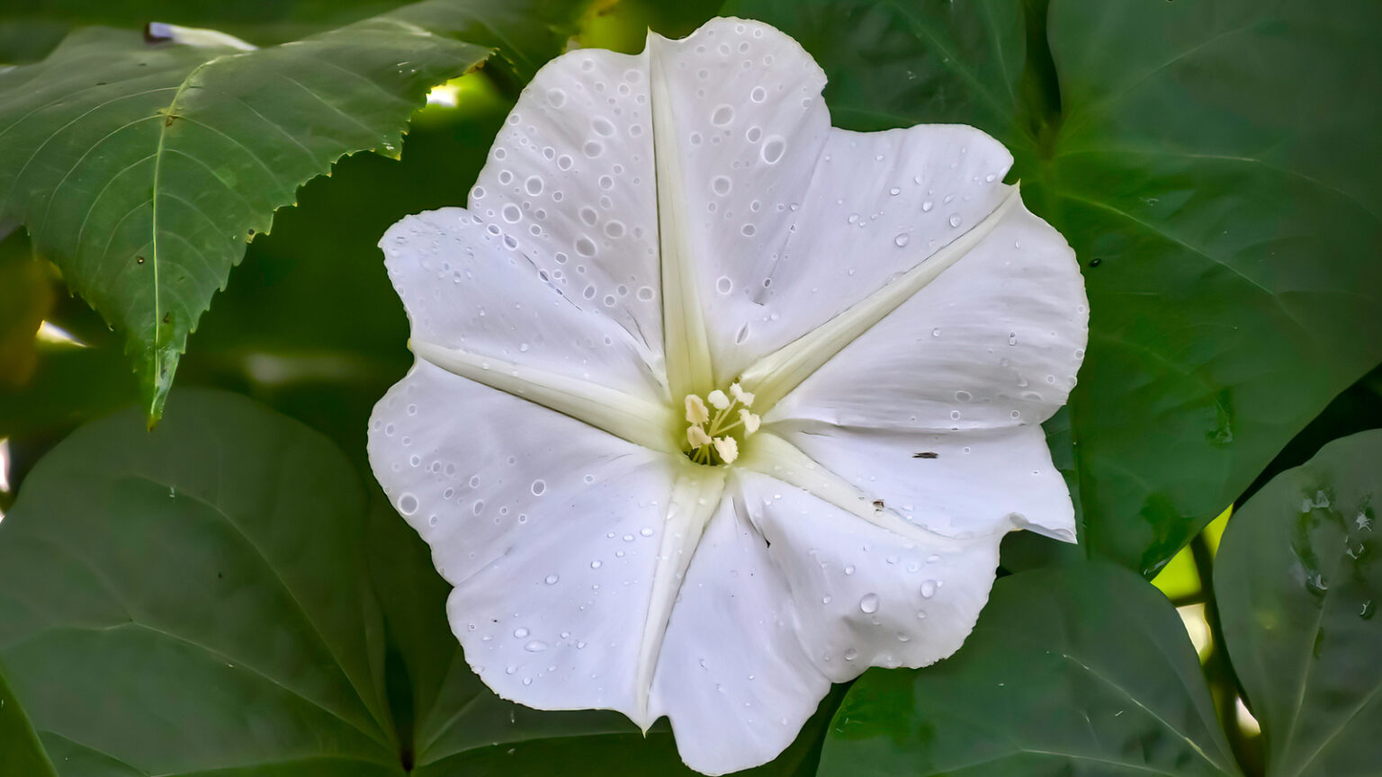 18 Fragrant Flowers That Make Your Garden Smell Incredible