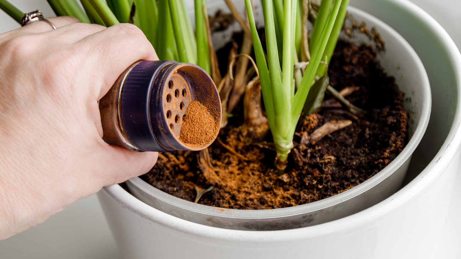 14 Ways To Dry Out Soggy Soil And Correct Overwatering Mistakes