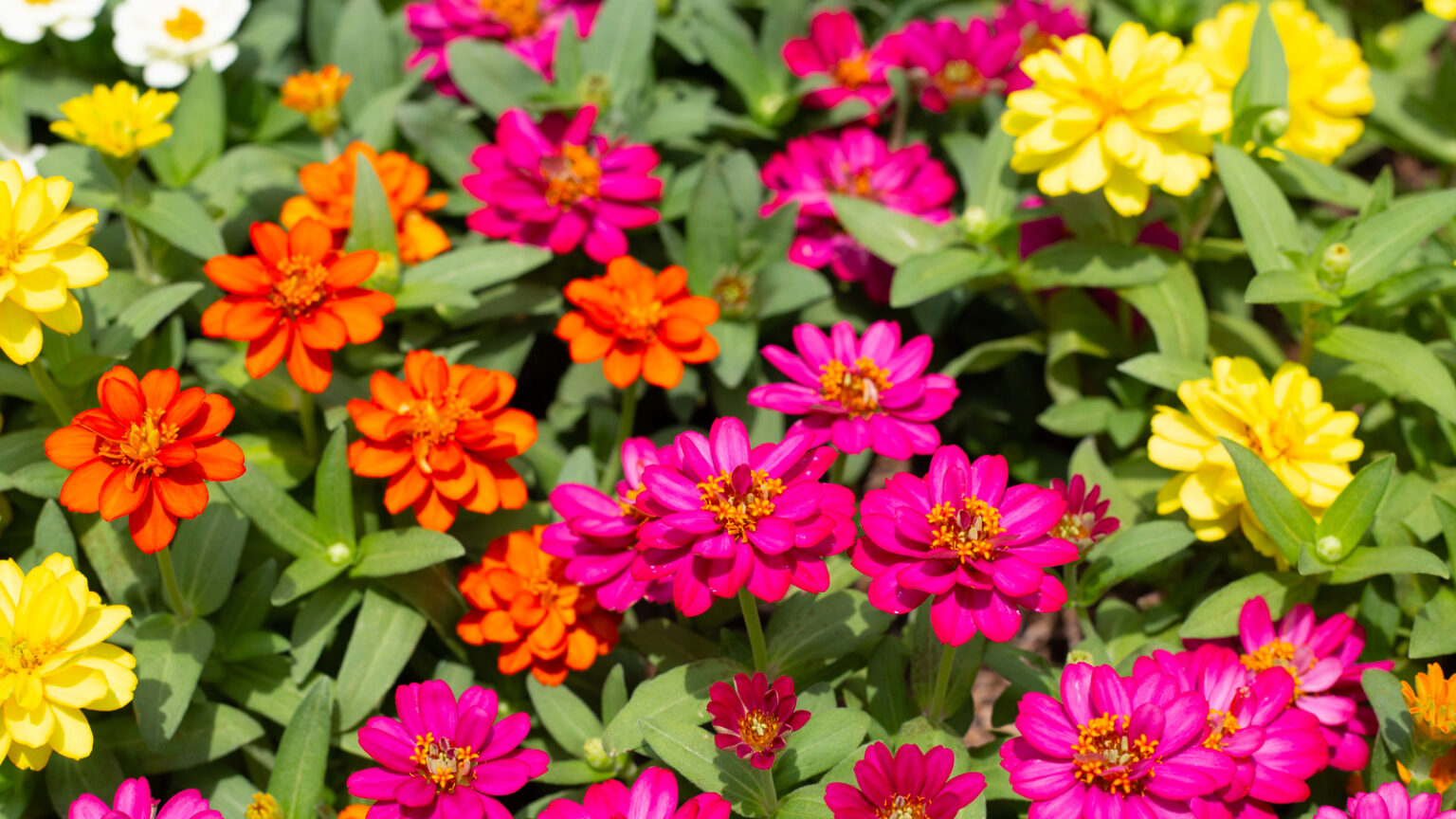 18 Stunning Flowers You Can Clone With Stem Cuttings