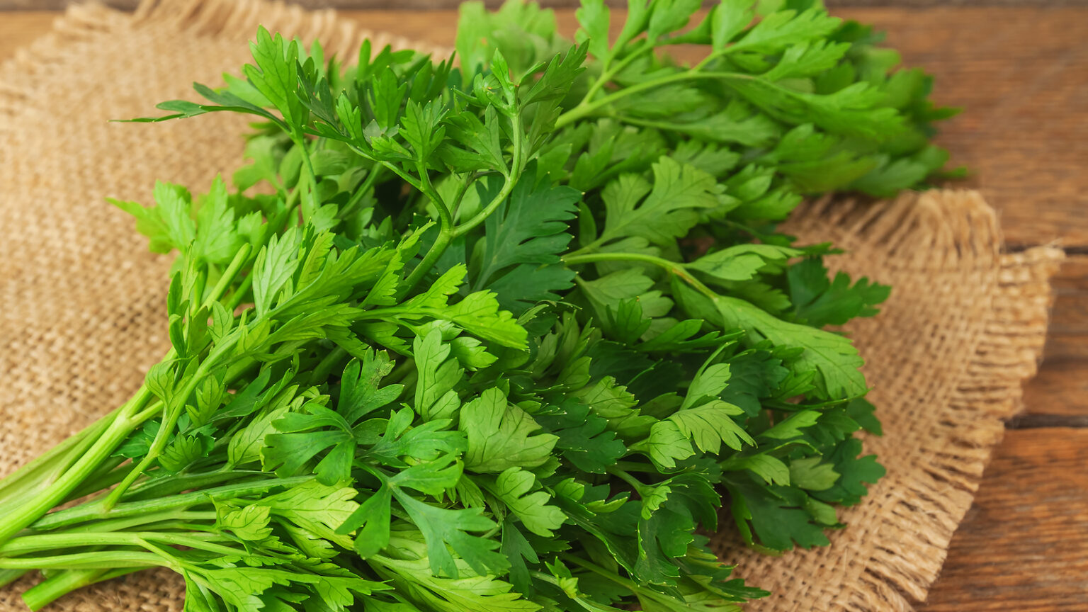 15 Plants That Can Peacefully Coexist With Fennel
