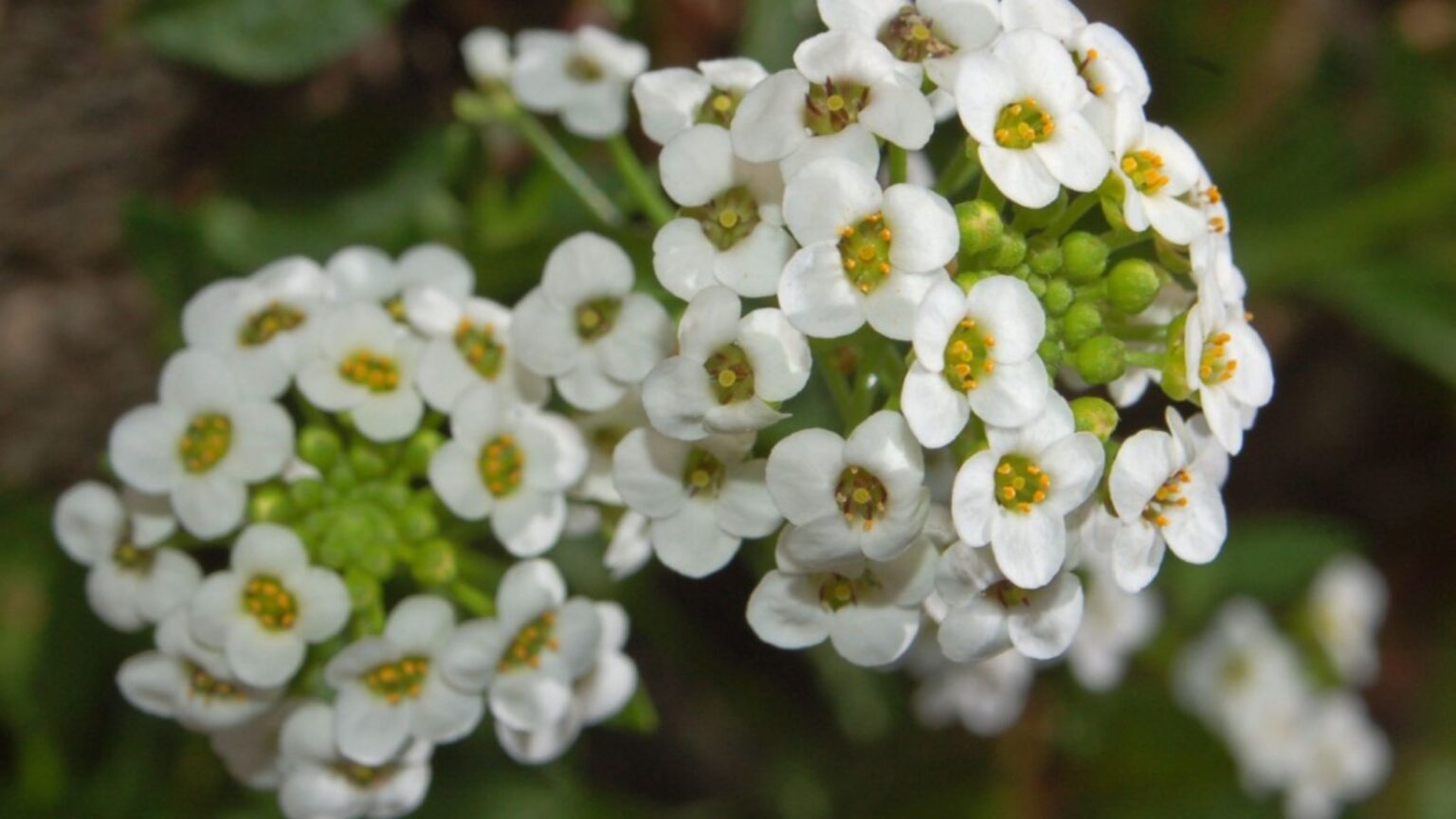 18 Most Fragrant Flowers That Add Sweet Scents To Any Garden