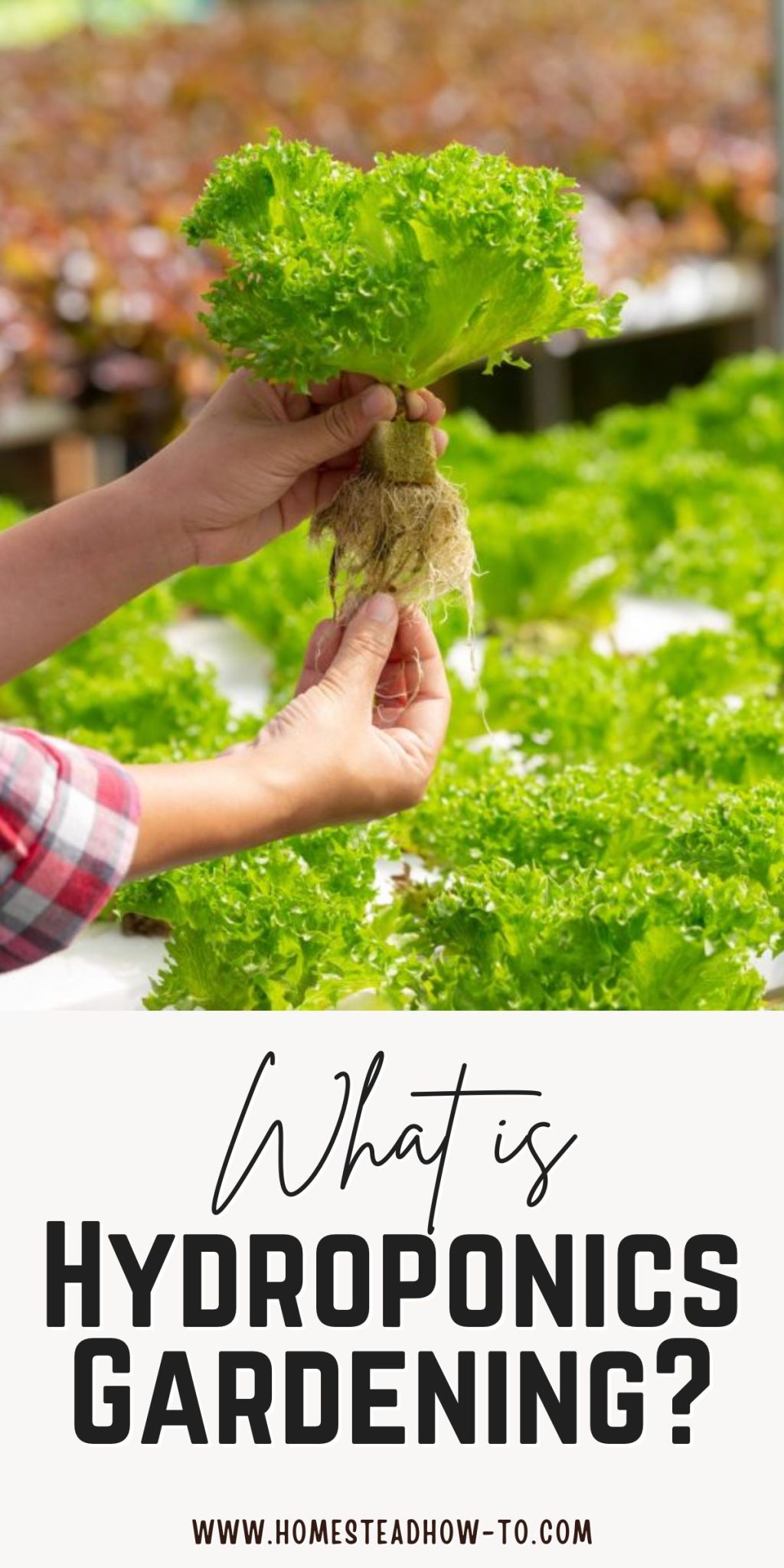 What Is Hydroponics Gardening?