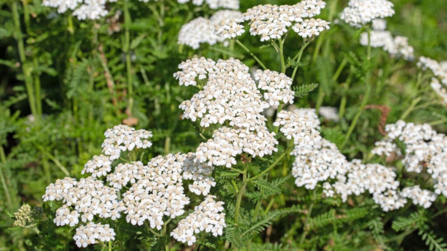 19 Sun Loving Perennials Perfect For Sun Kissed Gardens