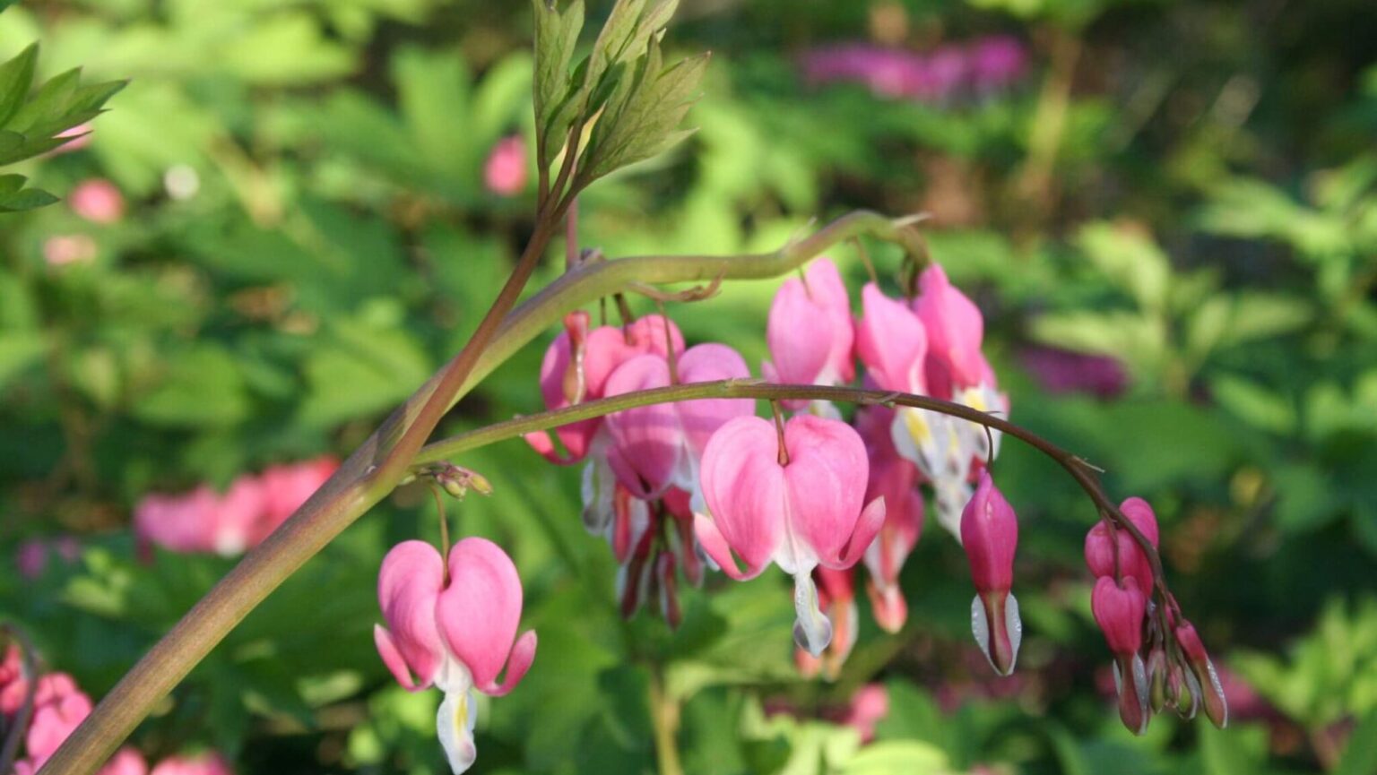 18 Shade-Loving Plants That Grow Quickly With Minimal Sun