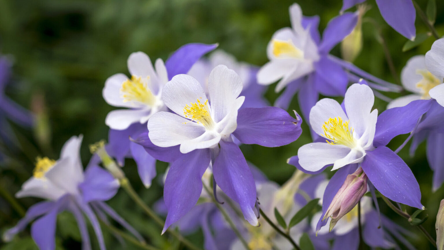 24 Shade-Loving Plants That Will Grow Under Almost Any Tree