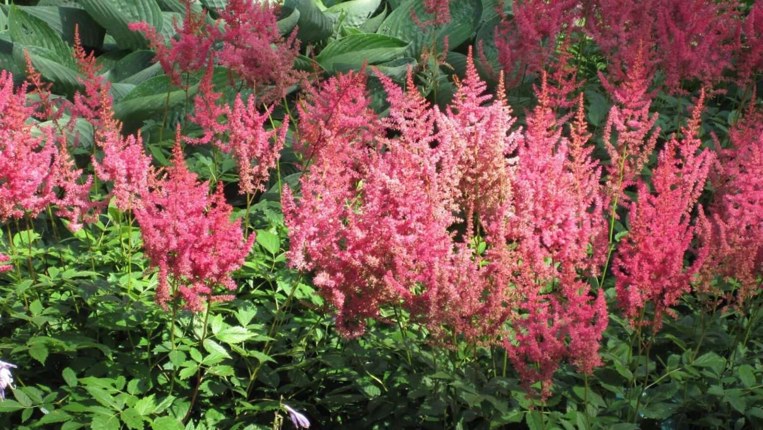 29 Deer Resistant Flowers With The Most Beautiful Blooms