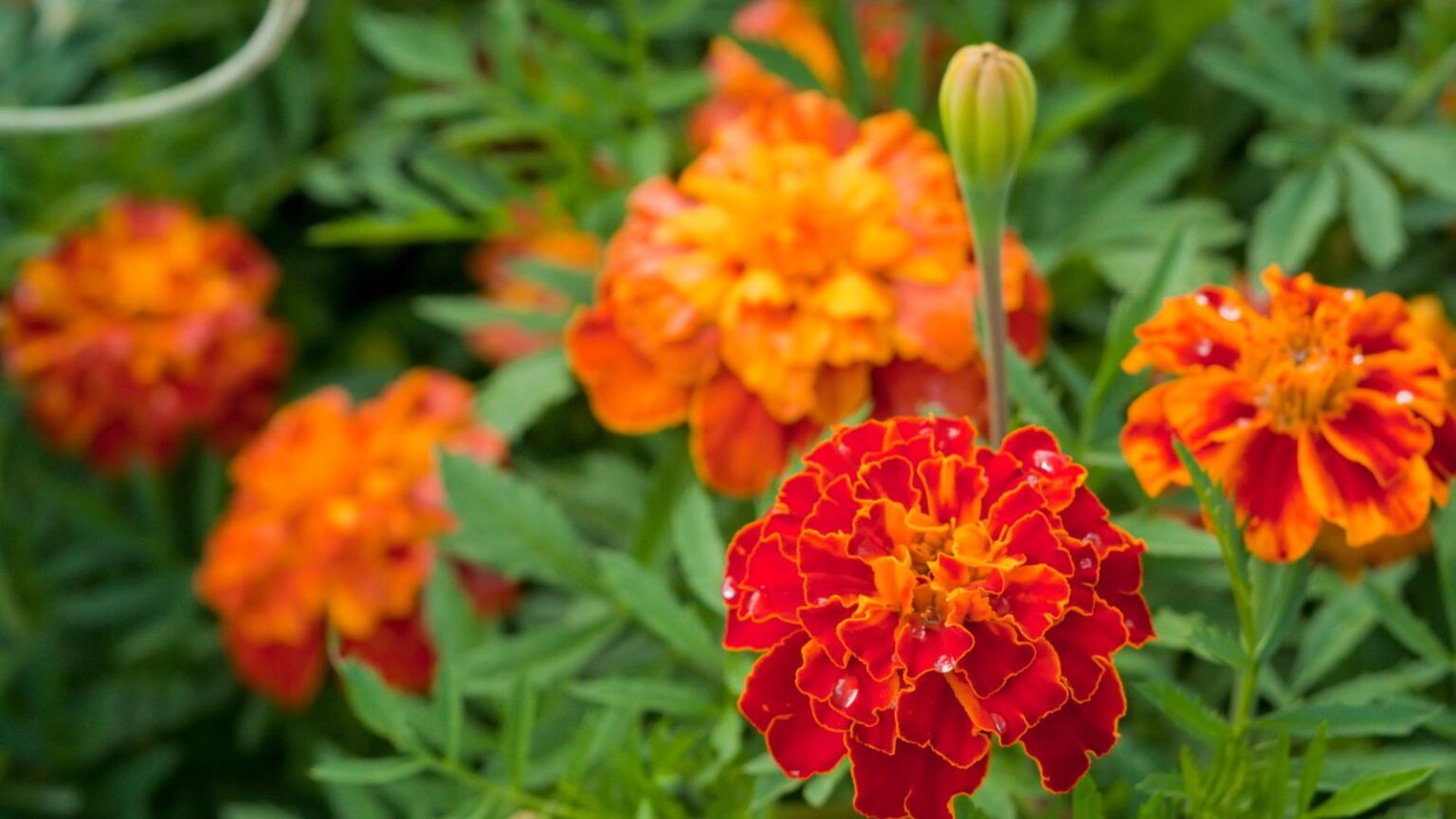 15 Plants That Can Peacefully Coexist With Fennel