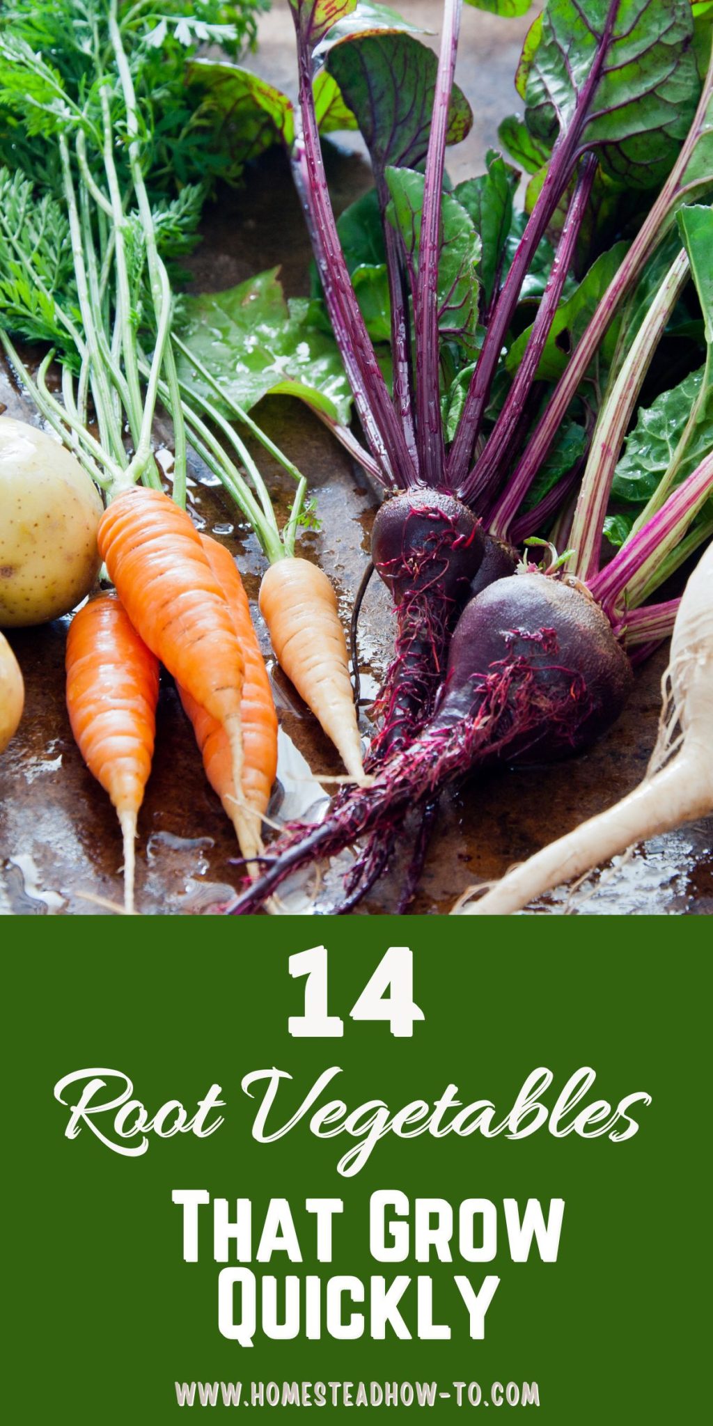 14 Best Root Vegetables That Grow Quickly And Easily In Your Garden