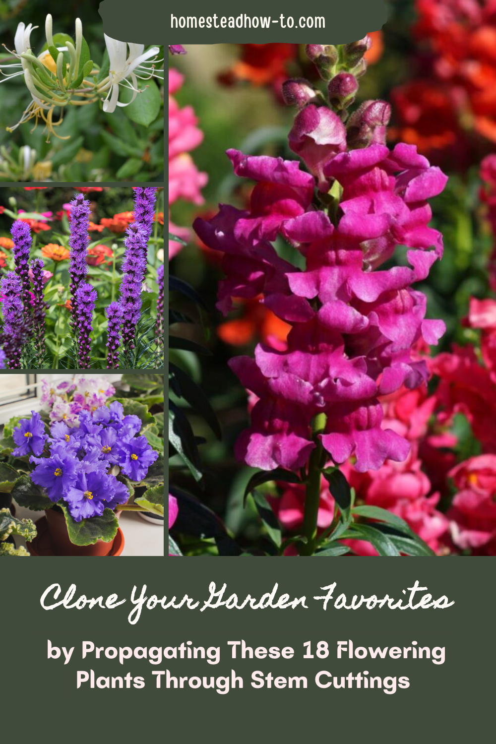 18 Stunning Flowers You Can Clone With Stem Cuttings