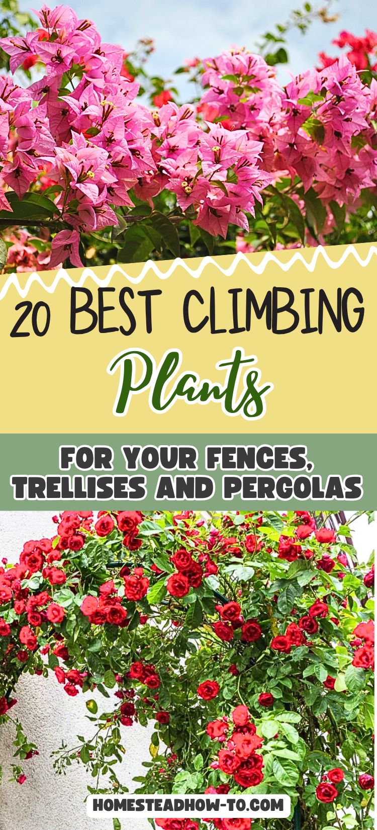 20 Best Climbing Plants For Your Fences, Trellises And Pergolas