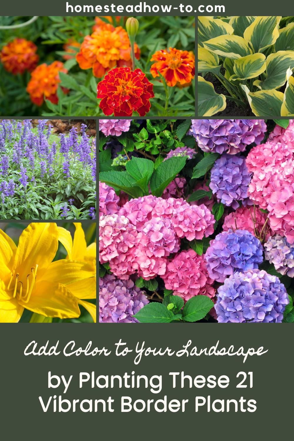 Add Color To Your Landscape By Planting These 21 Vibrant Border Plants